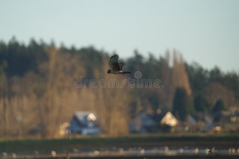 Northern Harrier Flying in the Air Stock Image - Image of predator ...