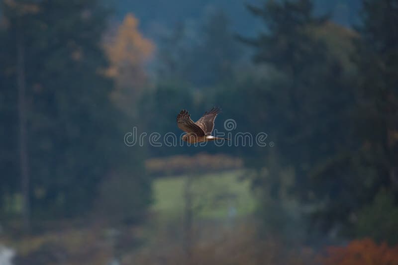 Northern Harrier Flying in the Air Stock Image - Image of mediumsized ...