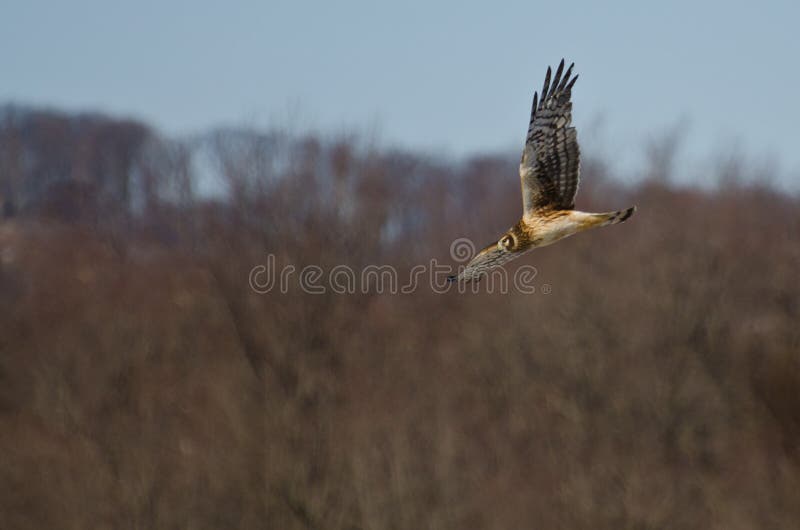 Northern Harrier Flying Over the Marsh Stock Image - Image of female ...