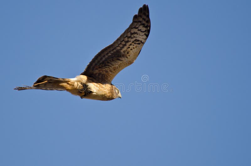 Northern Harrier Flying with Stick Caught in Tail Stock Image - Image ...