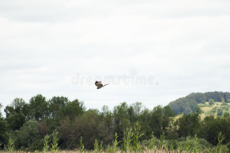 Northern Harrier Hawk (Circus Hudsonius) Flying Over a Field Stock ...