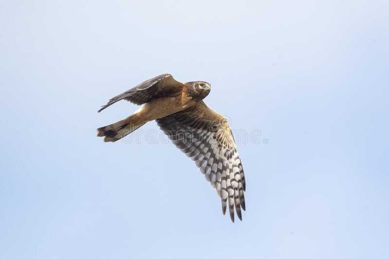 Northern harrier hawk stock image. Image of wing, canada - 197734213