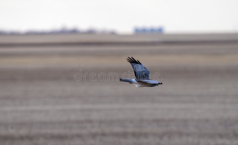 Northern Harrier Hawk stock image. Image of hunt, north - 215015207