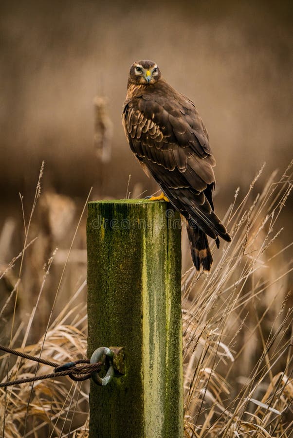 Northern Harrier. stock photo. Image of beak, bird, hawk - 363673080