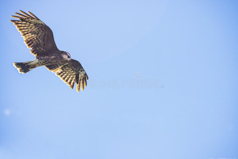 Northern Harrier Hovering in the Sky Stock Photo - Image of avian ...