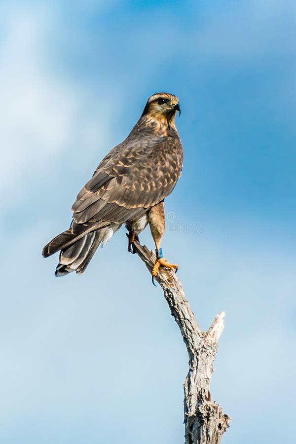 Marsh Hawk Stock Photos - Download 1,318 Royalty Free Photos