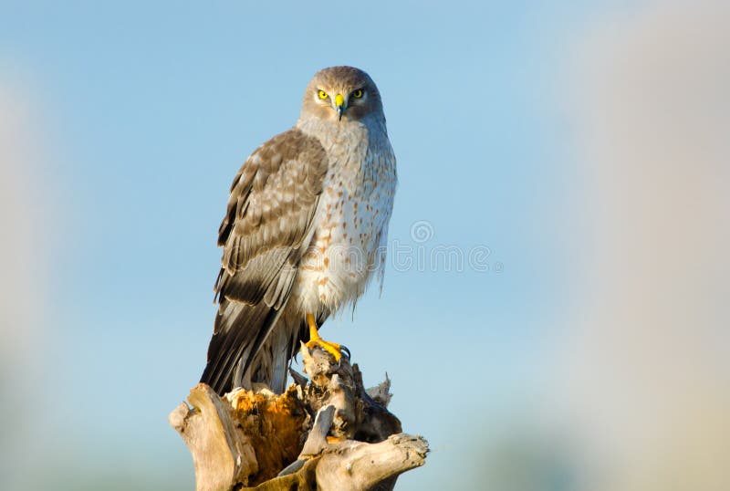 Northern Harrier, Marsh Hawk. Male Stock Photo - Image of hawk, harrier ...