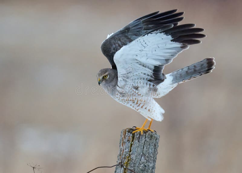 Northern Harrier Perched on a Post Stretching Its Wings Stock Image ...