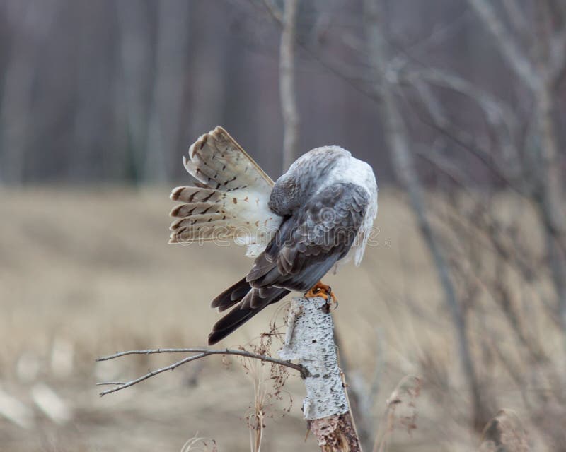 Northern Harrier stock photo. Image of fauna, hawk, wing - 69310748