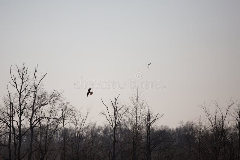 Northern Harrier and White-Tailed Kite Stock Image - Image of bird ...