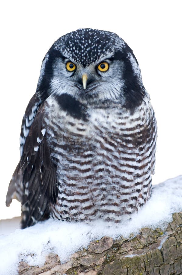 Northern Hawk Owl stock image. Image of prey, white, wings - 12168095