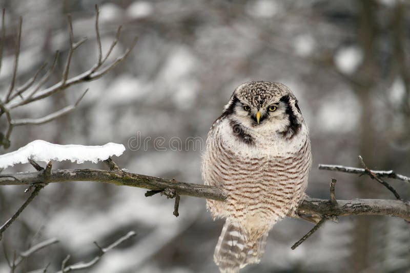 Snowy Owl - Yawning / Smiling in Snow Stock Photo - Image of arctic ...