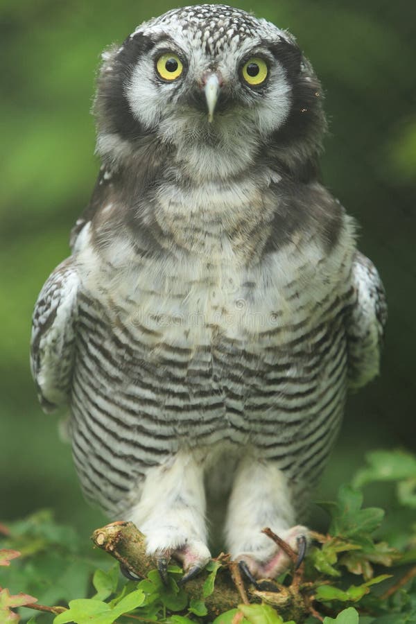 Northern hawk owl stock photo. Image of gazing, nature - 25803980