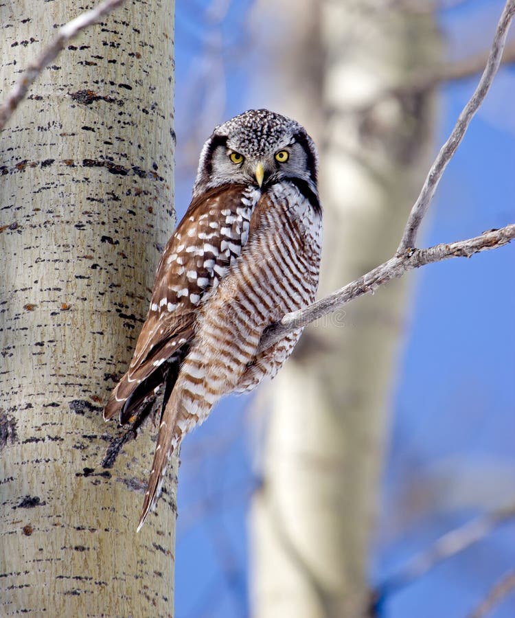 Northern Hawk-Owl Calling stock photo. Image of alberta - 26970116