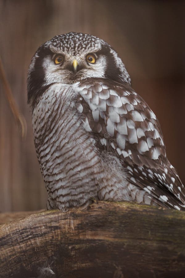 Northern hawk-owl stock image. Image of dangerous, nocturnal - 269864433