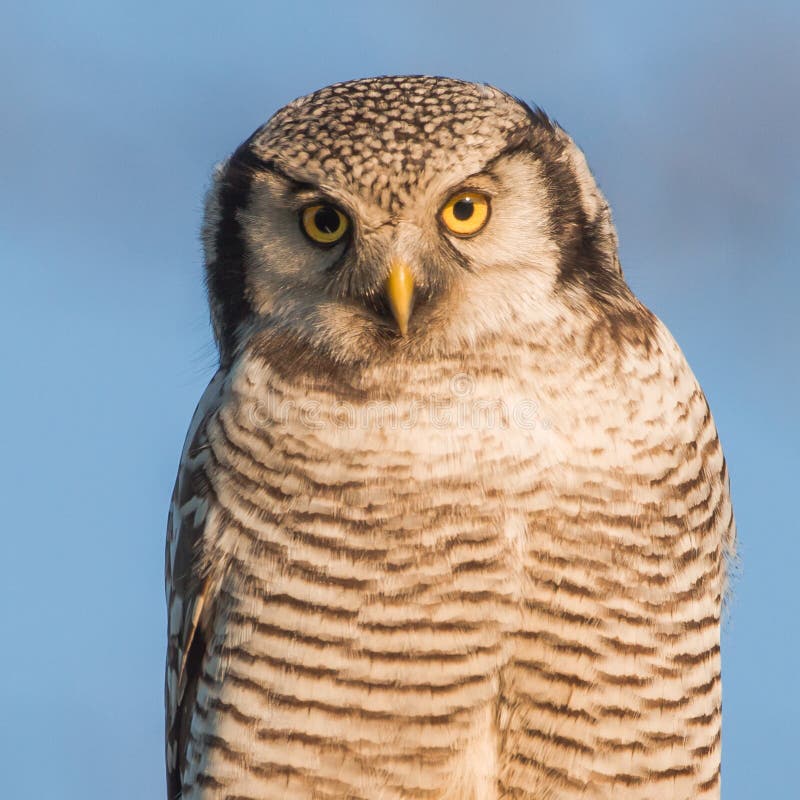 Northern hawk-owl stock photo. Image of portrait, closeup - 38279410