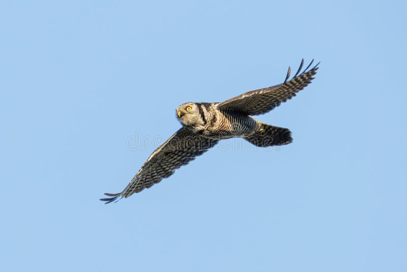 Northern hawk owl stock image. Image of wildlife, raptor - 365446239