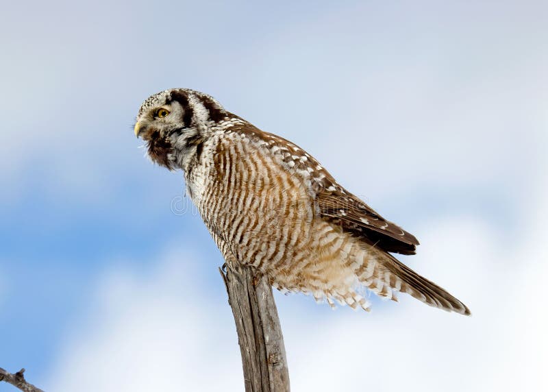 Northern Hawk-Owl Calling Picture. Image: 26970116