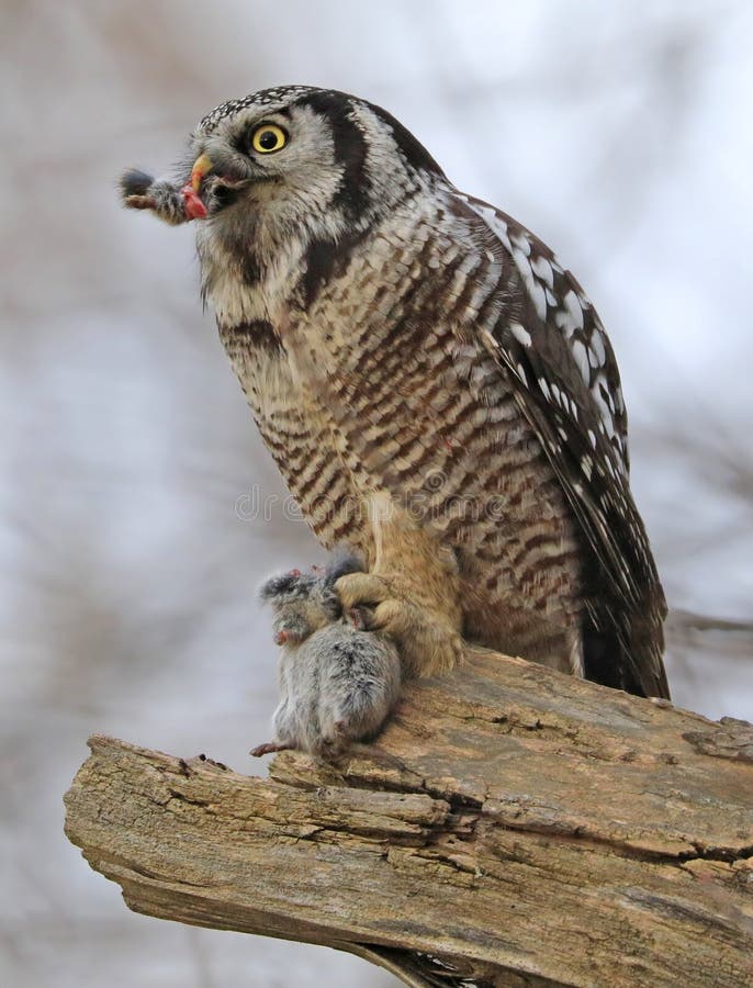 Northern Hawk Owl Eating a Mouse on a Branch Tree into the Forest ...