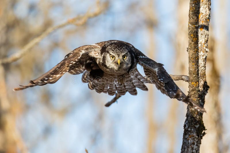 Northern Hawk Owl stock photo. Image of ontario, canada - 169234630