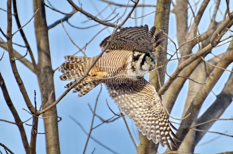 Northern Hawk-owl in Flight Stock Image - Image of ontario, feather ...