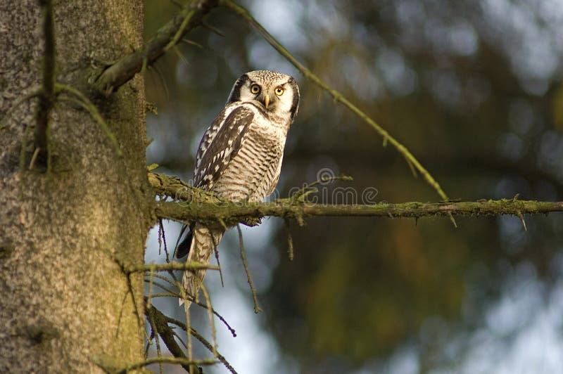 Northern Hawk Owl; Sperweruil; Surnia Ulula Stock Image - Image of ...