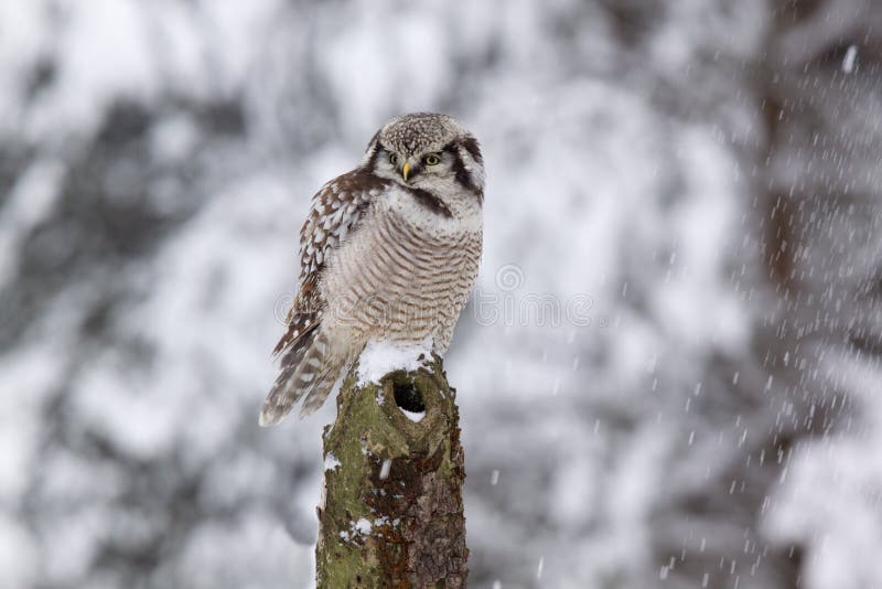 Northern Hawk Owl /Surnia Ulula/ Stock Image - Image of nature, snow ...