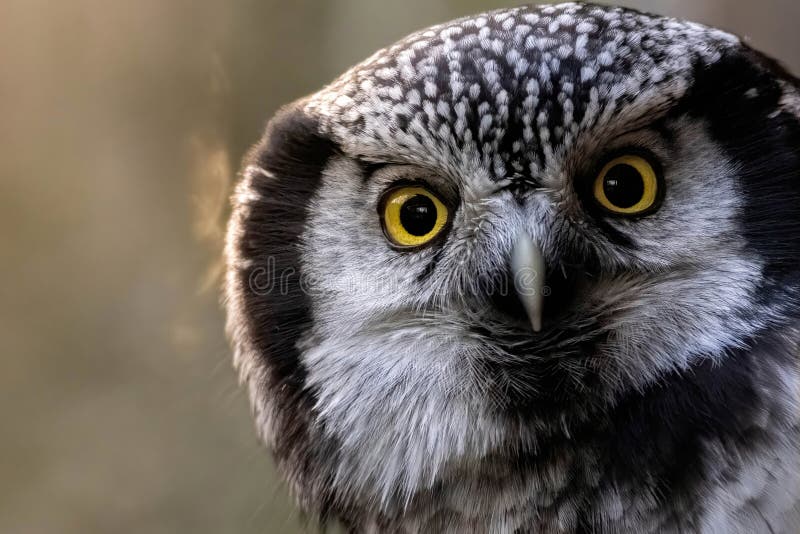 Northern Hawk-owl (Surnia Ulula) Close Up Stock Photo - Image of ...