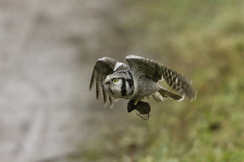 Northern Hawk Owl (Surnia Ulula) Flying with a Mouse in it S Claws ...