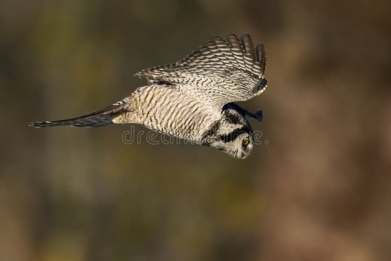 Northern Hawk Owl Surnia Ulula Stock Image - Image of scandinavia ...