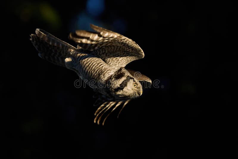 Northern Hawk Owl Surnia Ulula Stock Photo - Image of bird, danish ...