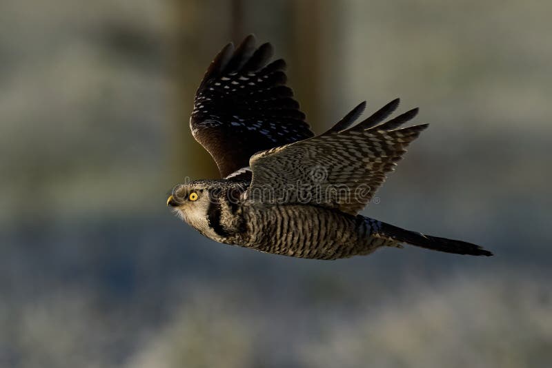 Northern Hawk Owl Surnia Ulula Stock Photo - Image of wild, scandinavia ...