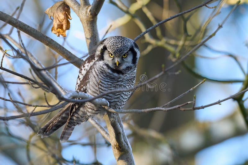 Northern Hawk Owl Surnia Ulula Stock Image - Image of nature ...