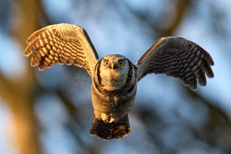 Northern Hawk Owl (Surnia Ulula) Stock Image - Image of nature ...
