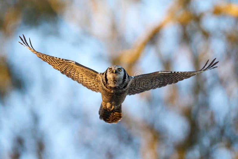 Northern Hawk Owl (Surnia Ulula) Stock Image - Image of scandinavia ...