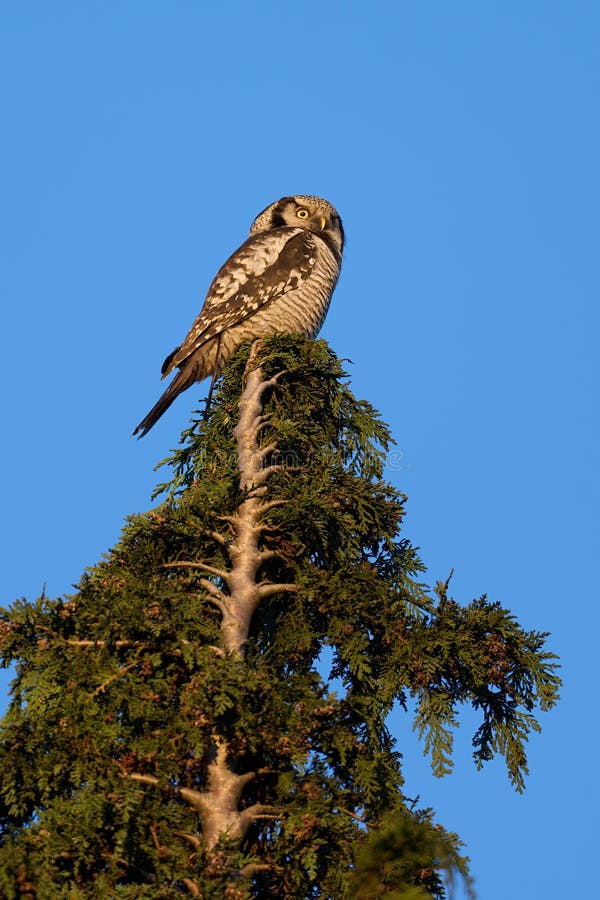 Northern Hawk Owl (Surnia Ulula) Stock Image - Image of bird, nature ...