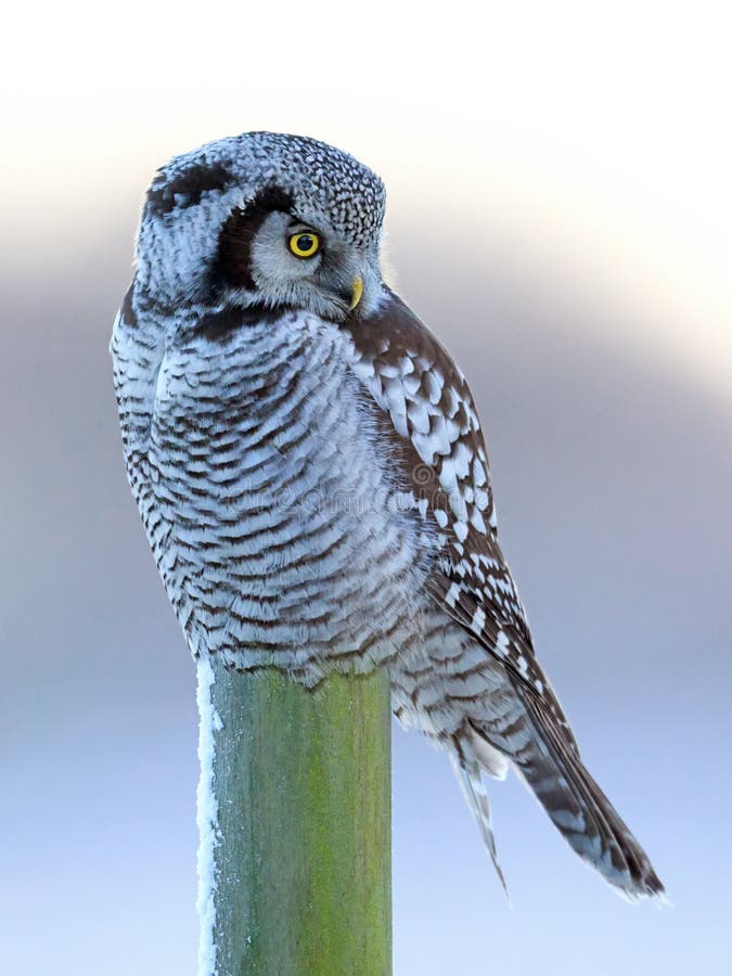 Northern Hawk Owl (Surnia Ulula) Stock Photo - Image of danish, wild ...