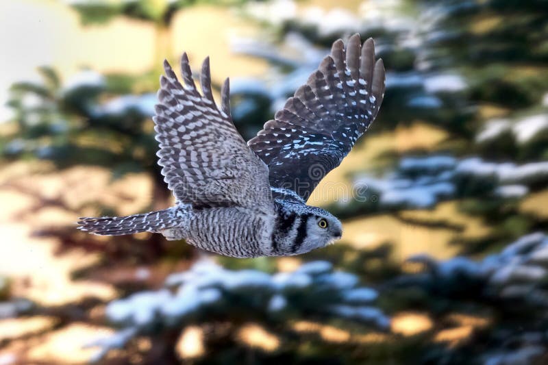 Northern Hawk Owl (Surnia Ulula) Stock Image - Image of animal ...