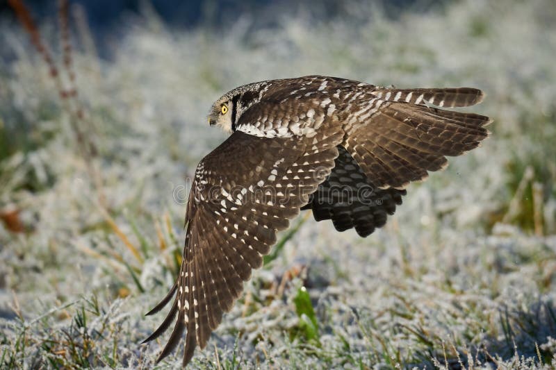 Northern Hawk Owl (Surnia Ulula) Stock Photo - Image of animal ...