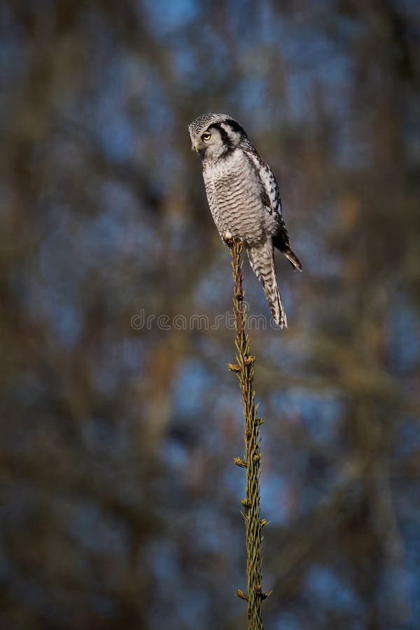 Northern Hawk Owl (Surnia Ulula) Stock Image - Image of scandinavia ...