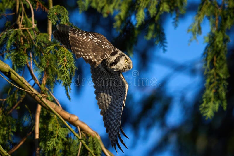 Northern Hawk Owl (Surnia Ulula) Stock Photo - Image of scandinavia ...