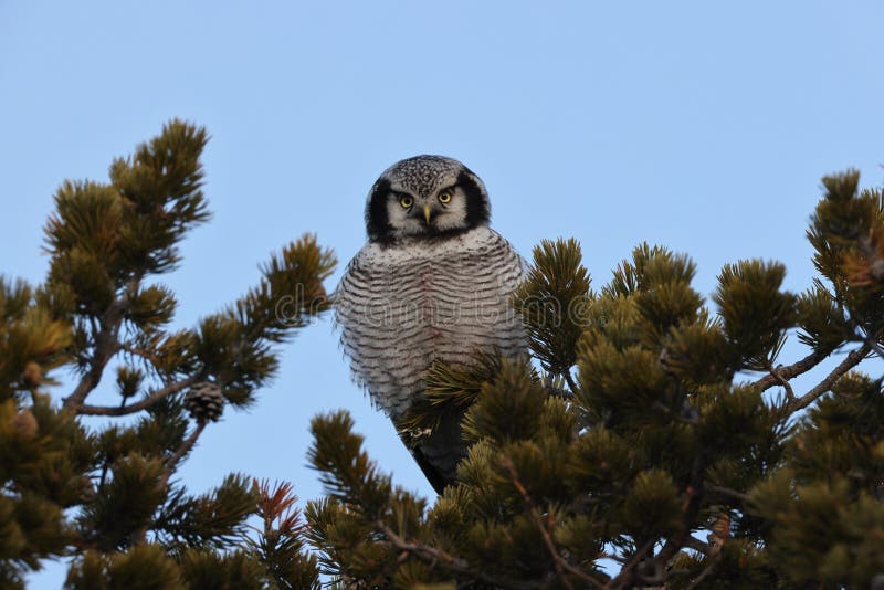 Northern Hawk-owl or Northern Hawk Owl (Surnia Ulula) Norway Stock ...