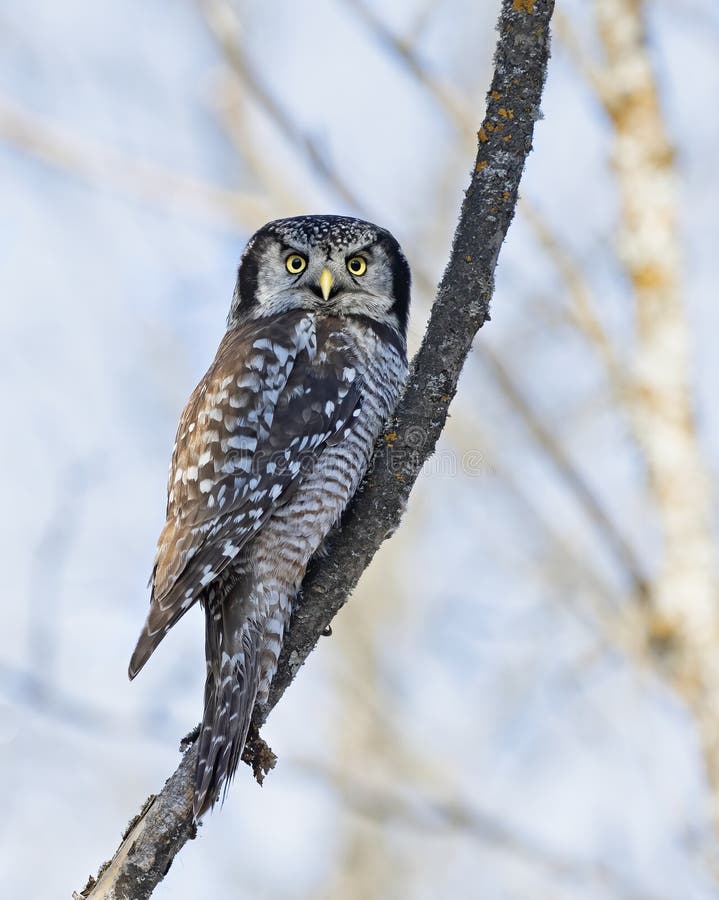 A Northern Hawk-Owl Surnia Ulula Perched in a Tree Hunting in Winter in ...