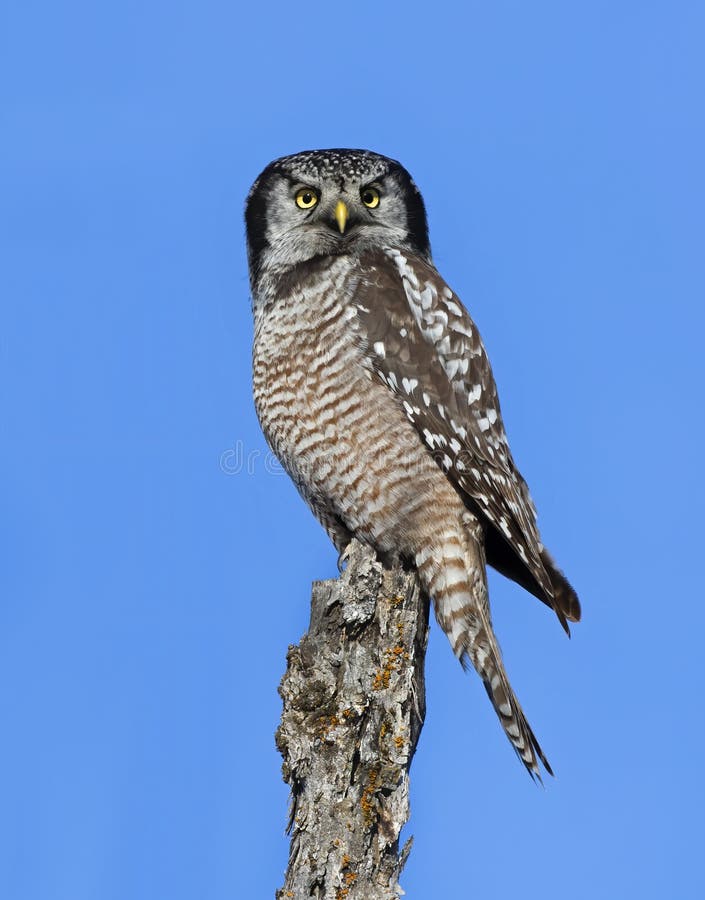 A Northern Hawk-Owl Surnia Ulula Perched in a Tree Hunting in Winter in ...