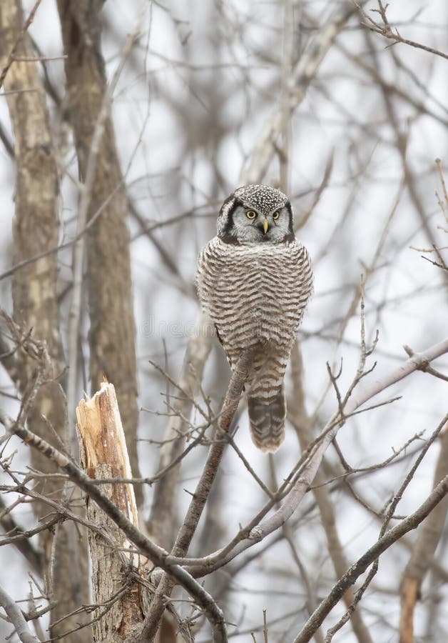 A Northern Hawk-Owl Surnia Ulula Perched in a Tree Hunting in Winter in ...