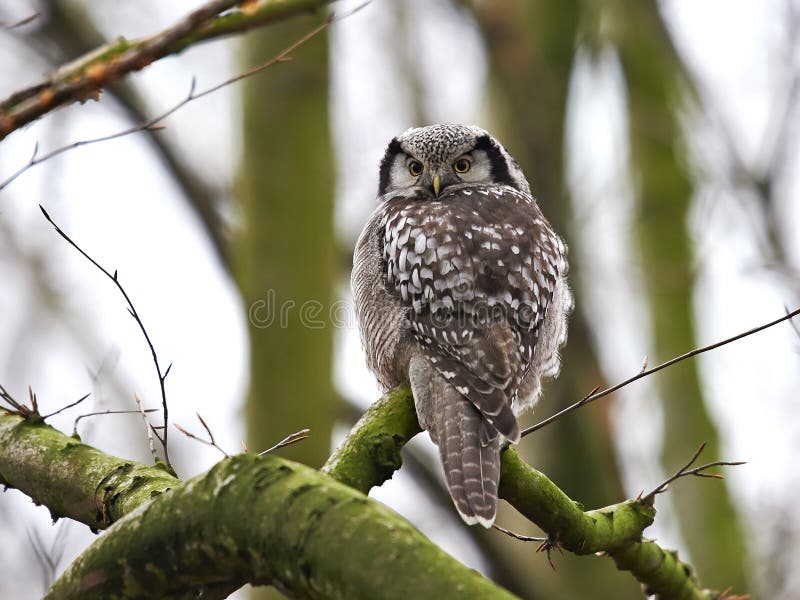Northern Hawk Owl (Surnia Ulula) Stock Image - Image of bird, wildlife ...