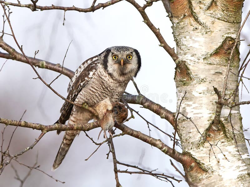 Northern Hawk Owl (Surnia Ulula) Stock Photo - Image of nature, bird ...