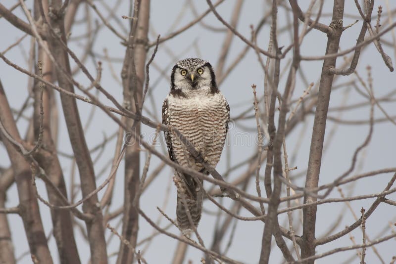 Northern Hawk-owl in Tree Preparing To Fly in Winter Stock Photo ...