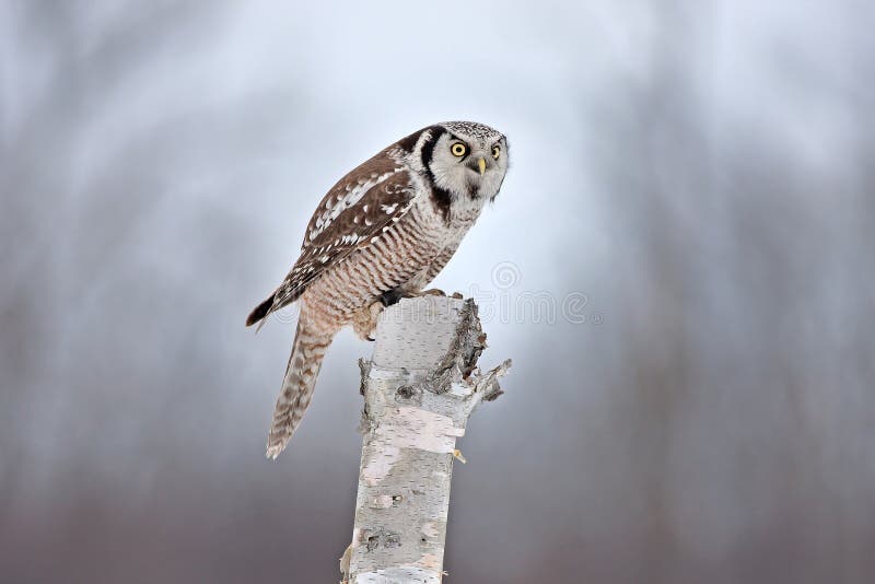 Northern Hawk-owl stock photo. Image of hawk, nature - 83186496