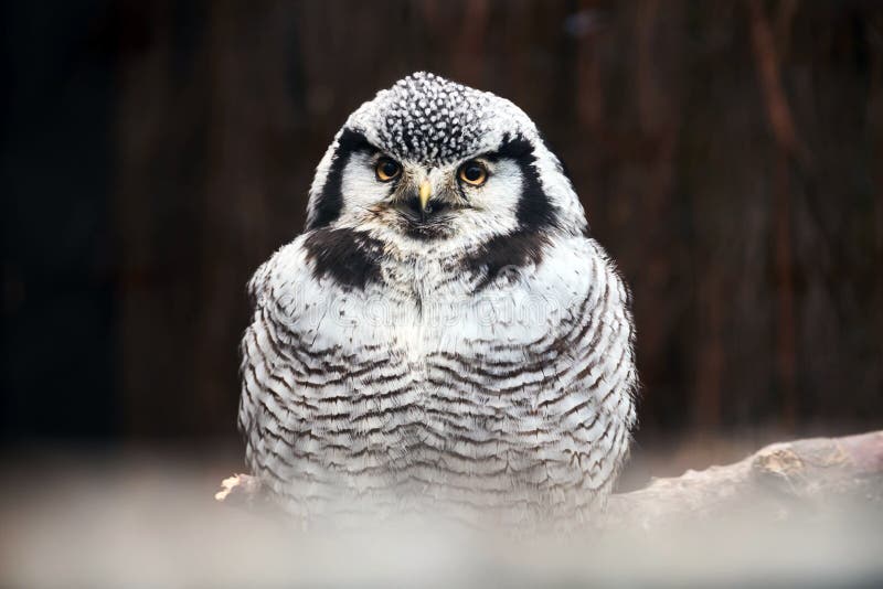 Northern hawk owl stock image. Image of brown, owls, eyes - 97402997